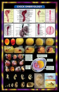 CHICK-CHART – Iqbal Scientific Store