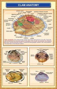 Clam-Anatomy – Iqbal Scientific Store