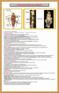 Cockroach-Nervous-System – Iqbal Scientific Store