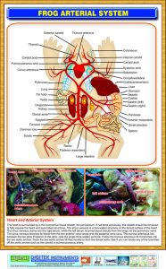 Frog Arterial System – Iqbal Scientific Store