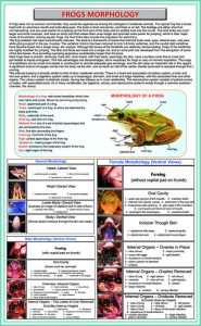 Frog Morphology – Wall Chart – Iqbal Scientific Store