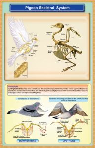Pigeon Skeletal System – Iqbal Scientific Store
