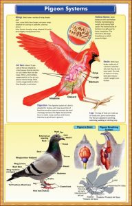 Pigeon Systems – Iqbal Scientific Store