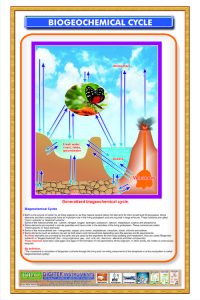 Bio-Geochemical Cycle – Wall Chart – Iqbal Scientific Store
