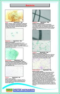 Bacteria slides Chart – Iqbal Scientific Store