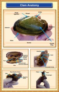 Clam-Anatomy- – Iqbal Scientific Store