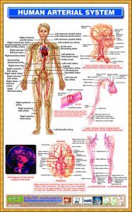 Human Arterial System – Iqbal Scientific Store