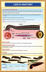 Leech-Anatomy – Iqbal Scientific Store