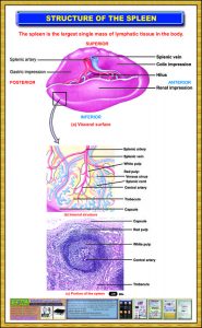 Structure-of-the-Spleen – Iqbal Scientific Store