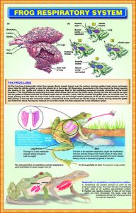 Frog Respiratory System – Iqbal Scientific Store