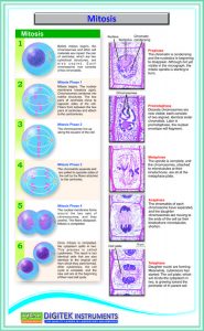 Mitosis Wall Chart – Iqbal Scientific Store